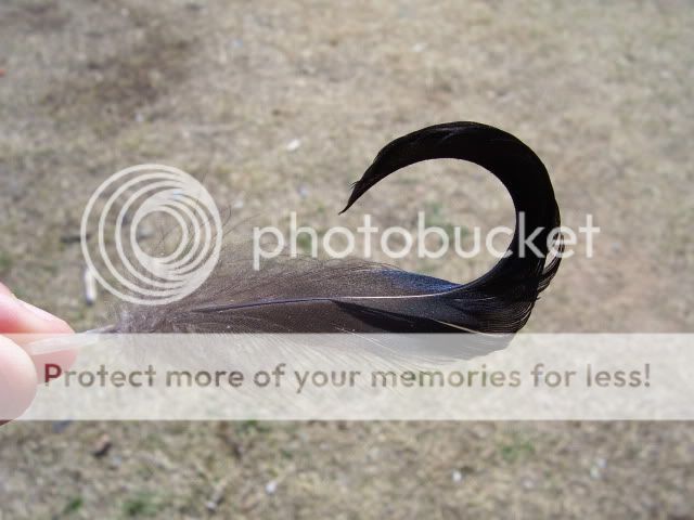 Ever wonder what the drake feather looks like up close? | BackYard ...