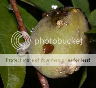 sap dripping from peaches