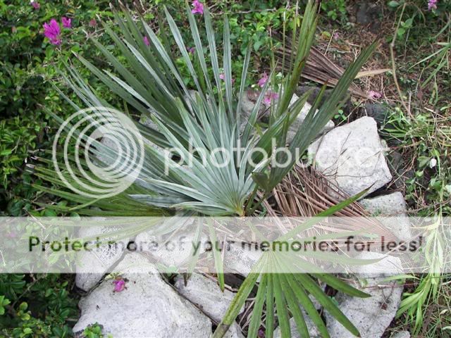 Brahea sp. super silver