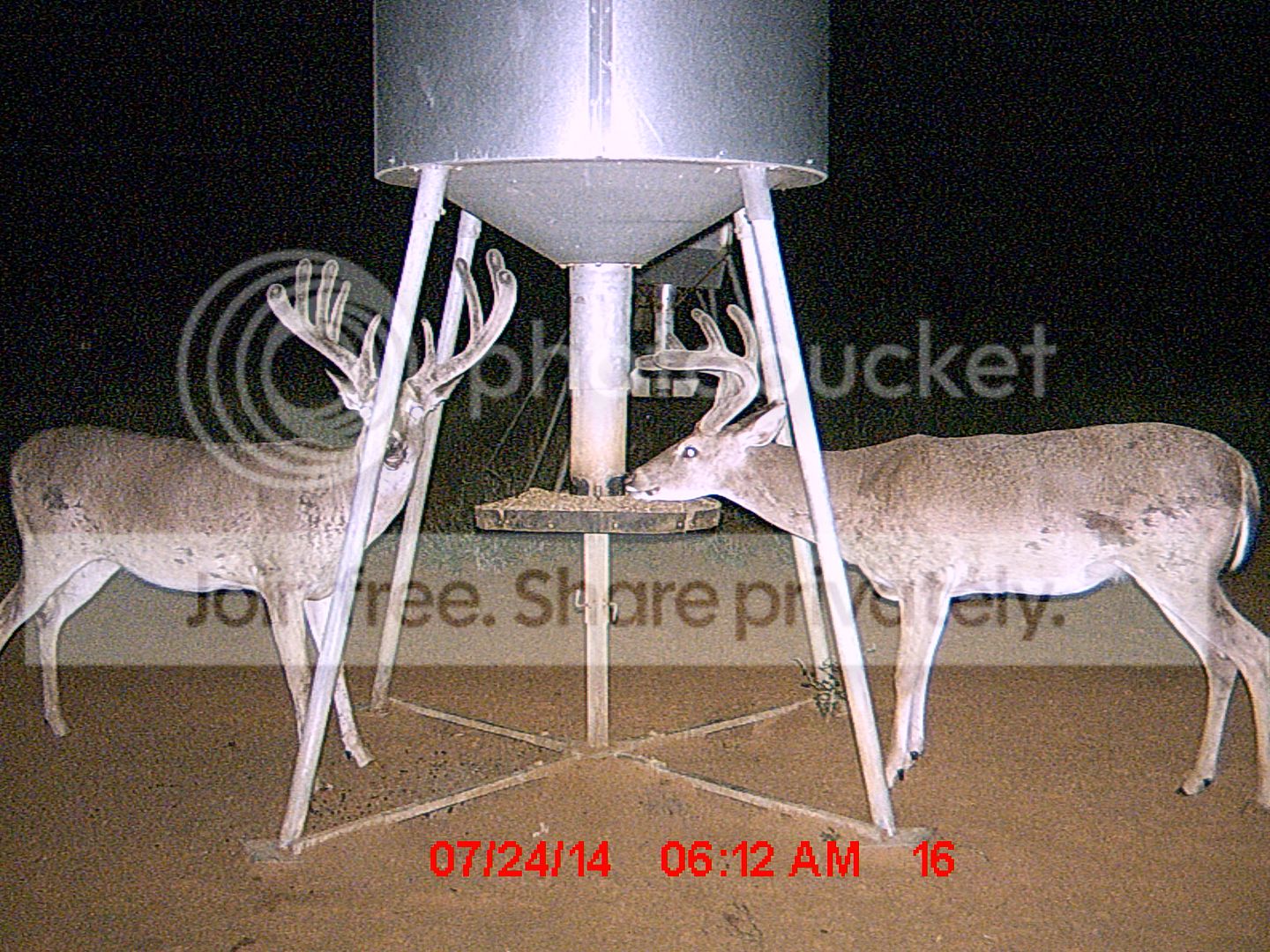 What will this deer eventually score? - TexasBowhunter.com Community ...