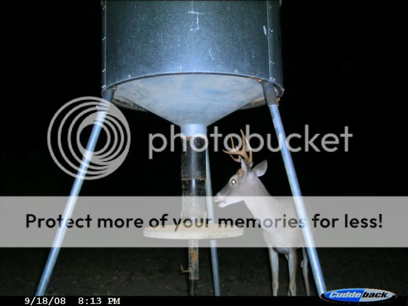 Mgmt/Cull Buck Pics.......Part II - TexasBowhunter.com Community ...