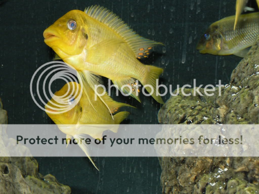 Moshi Colors | Cichlid Fish Forum