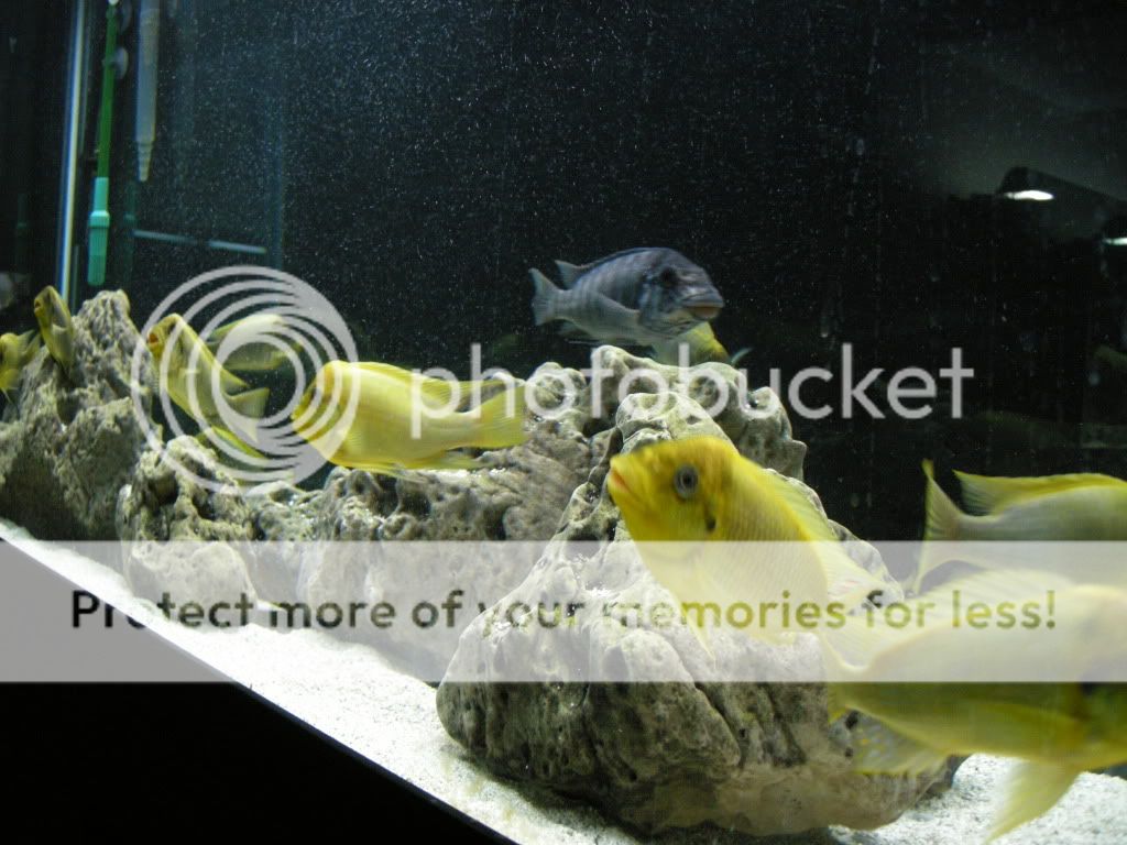 Moshi Colors | Cichlid Fish Forum