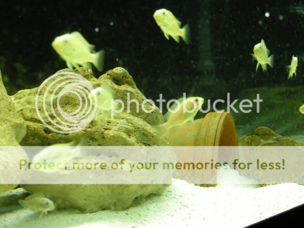 Moshi Colors | Cichlid Fish Forum