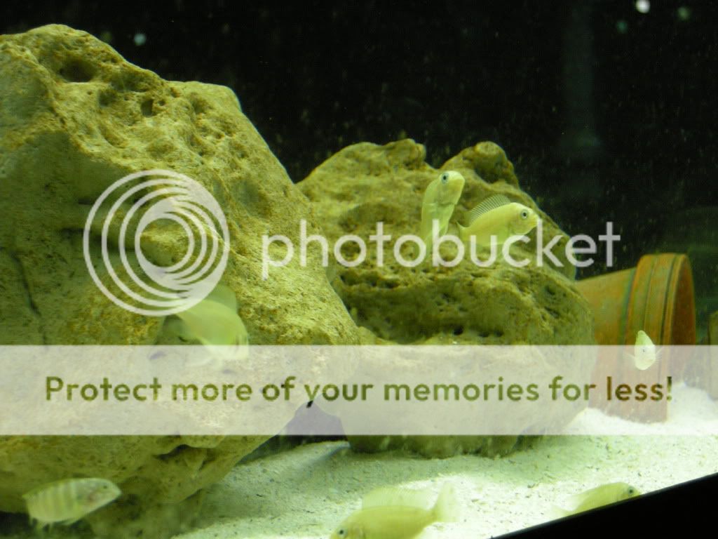 Moshi Colors | Cichlid Fish Forum