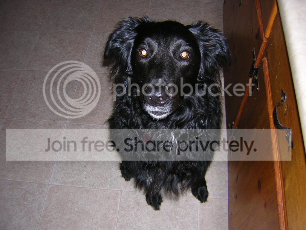 Never getting another dog.. | Smith & Wesson Forum – The Community for ...