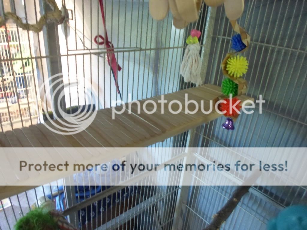 Easy / Cheap Platform Perch | Avian Avenue Parrot Forum