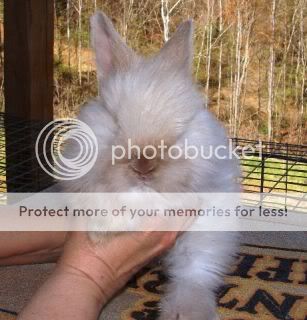 rabbit age/ angora question... | BackYard Chickens - Learn How to Raise ...