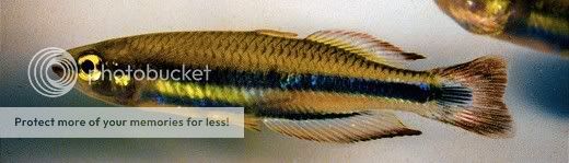 Madagascar Rainbow | Fish Forum