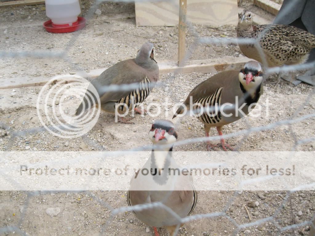 chukar pen | BackYard Chickens - Learn How to Raise Chickens