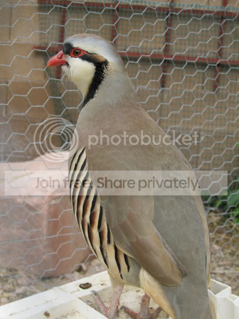 Chukar | BackYard Chickens - Learn How to Raise Chickens