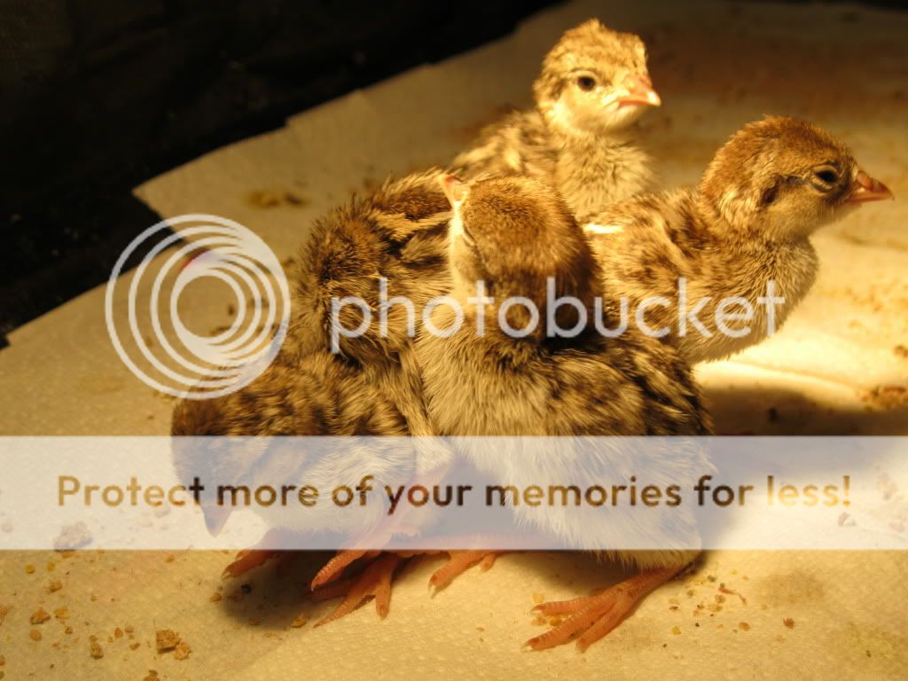 how do i sex chukar? | BackYard Chickens - Learn How to Raise Chickens